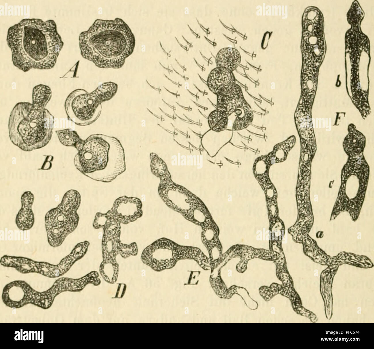This image illustrates a German scientific work on pathogenic fungi ...
