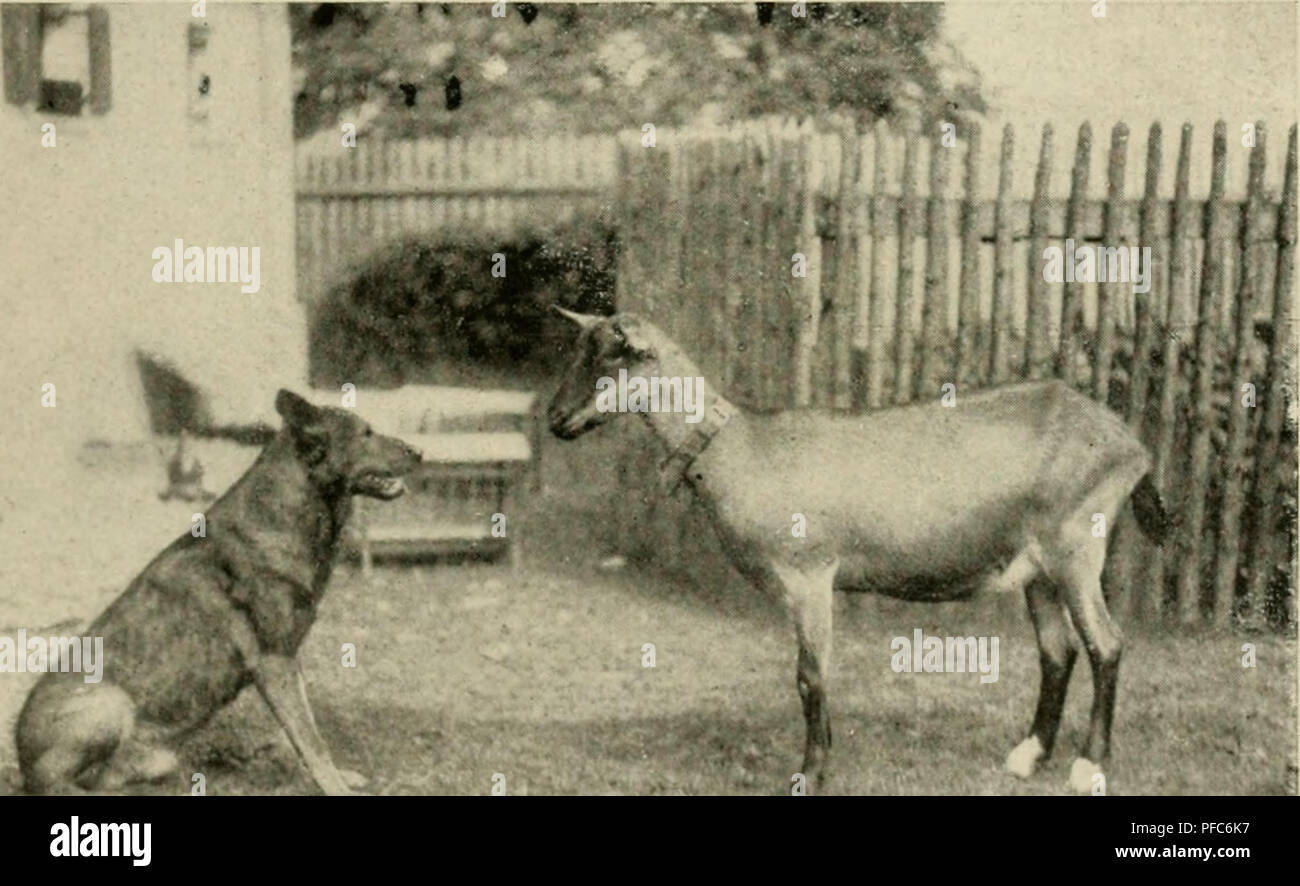 This work by Max von Stephanitz showcases the German Shepherd dog ...