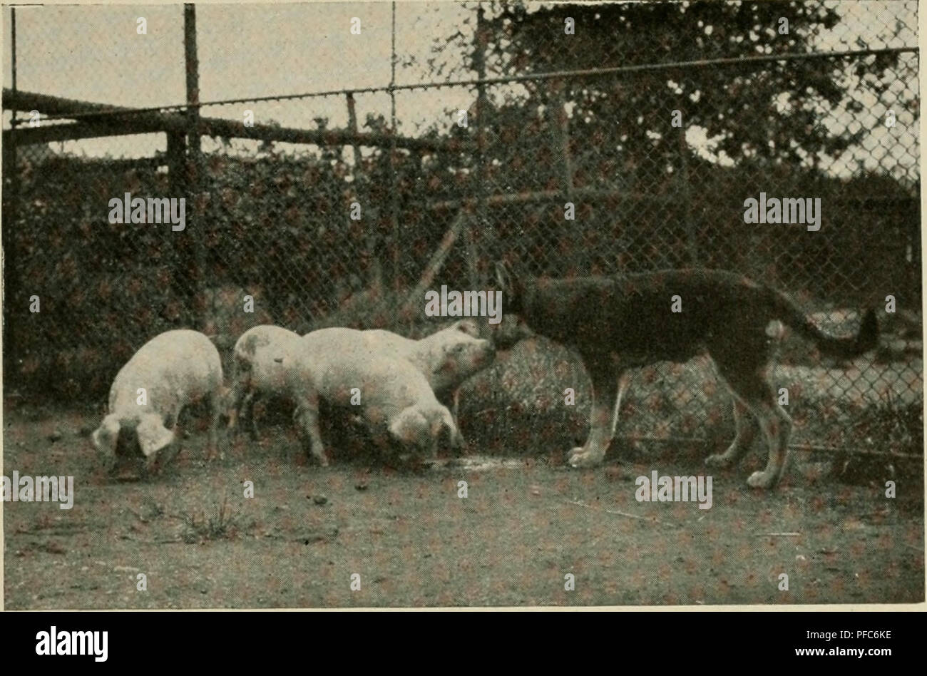 Max von stephanitz hi-res stock photography and images - Alamy