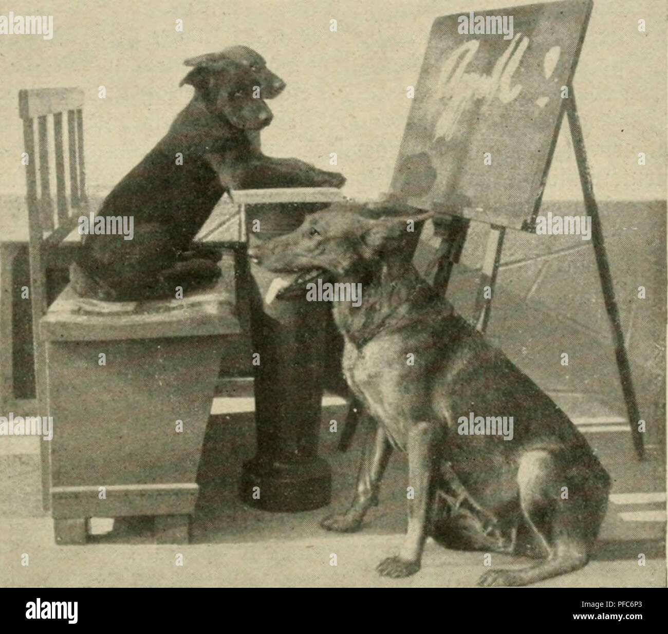 This work focuses on the German Shepherd dog, a breed known for its ...