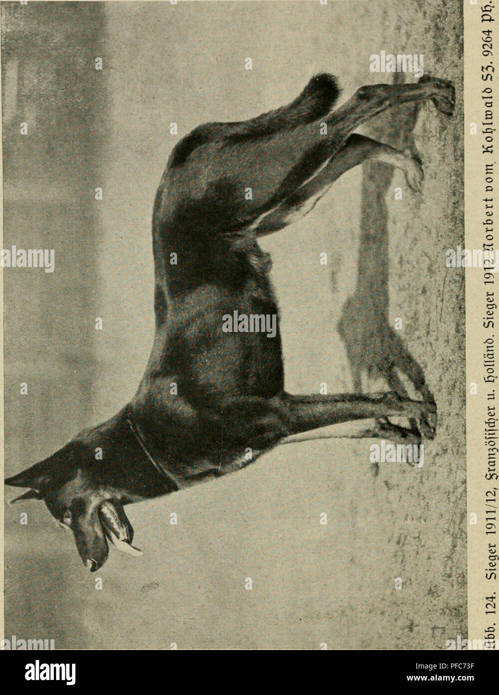A German Shepherd dog depicted in this 19th-century illustration ...