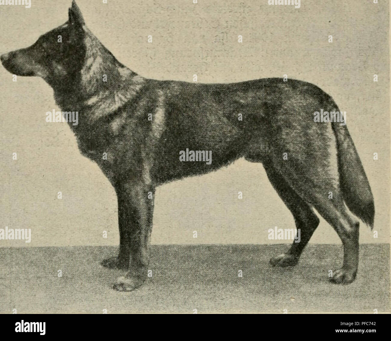 This work by Max von Stephanitz provides an in-depth look at the German ...