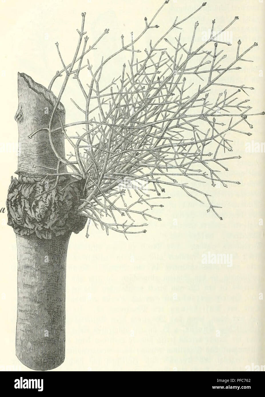 This text discusses forest protection measures and techniques aimed at ...