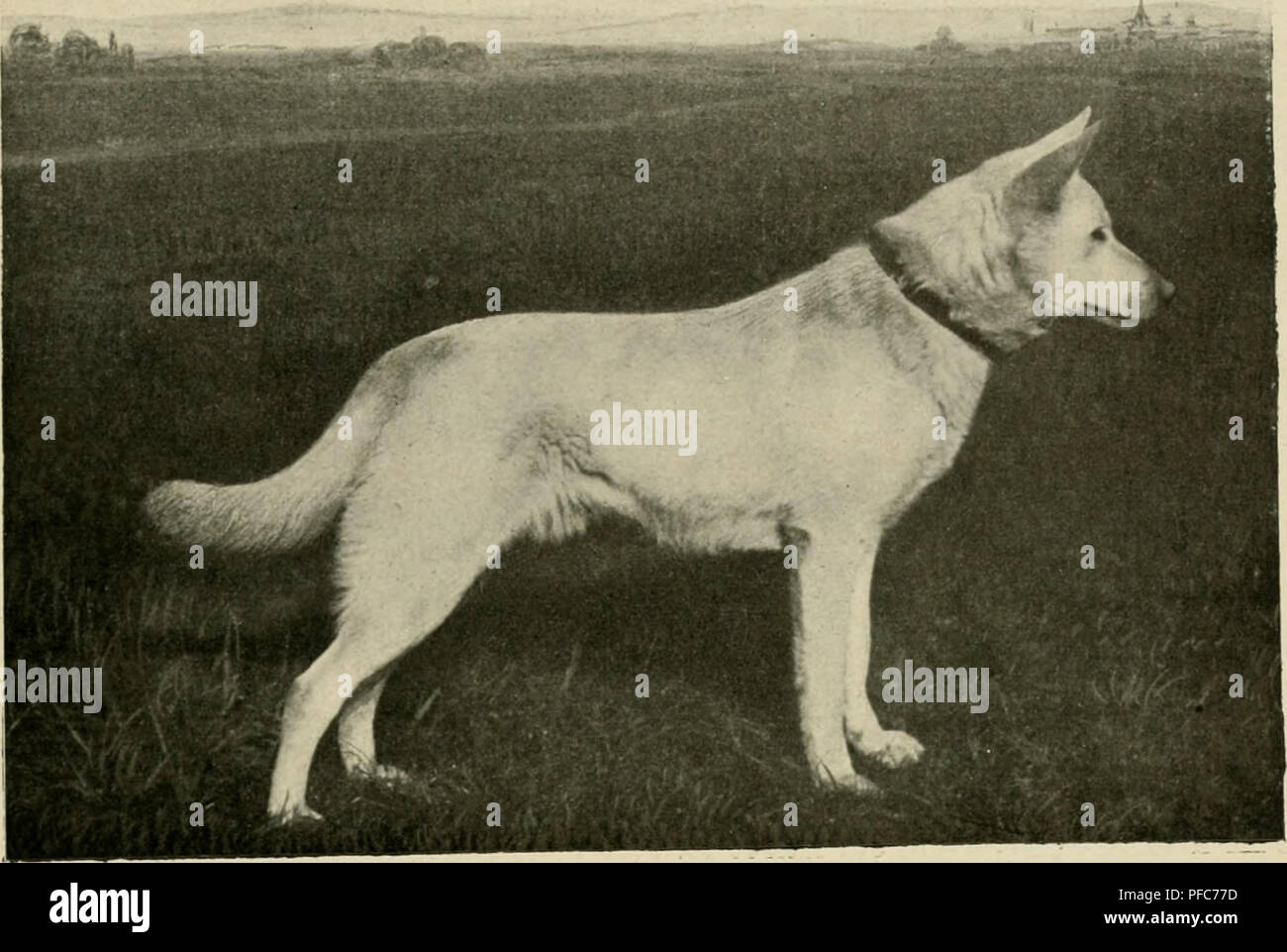 A comprehensive guide to the German Shepherd dog breed, highlighting ...