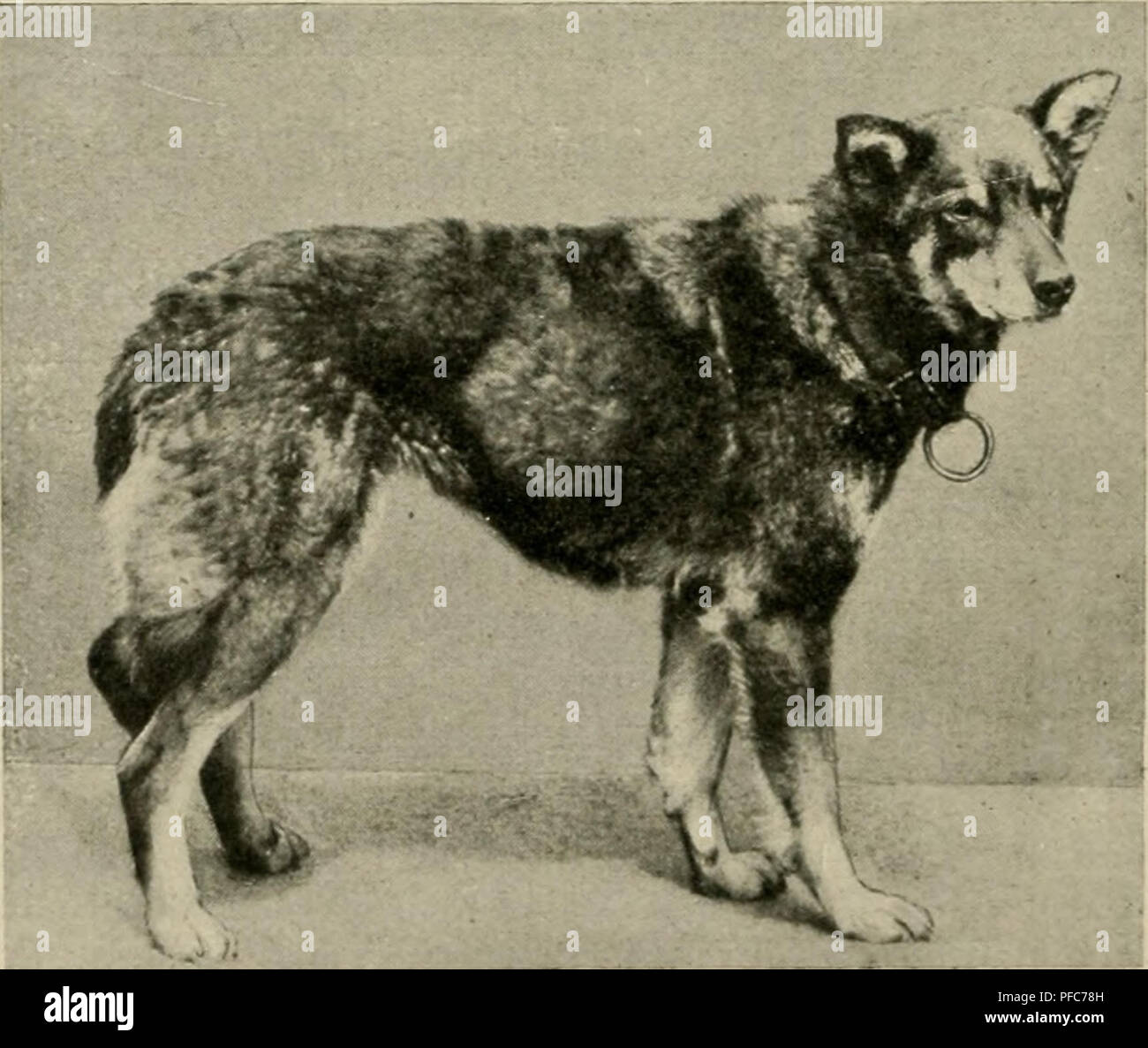 A pictorial guide to the German Shepherd dog breed, detailing its ...