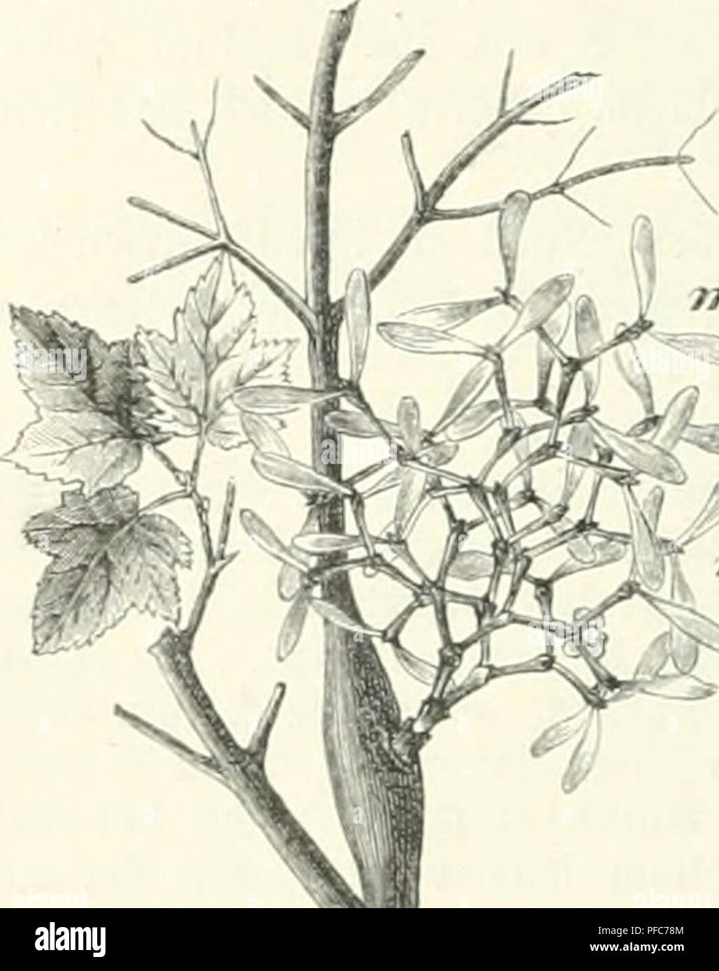 A forestry study on forest protection techniques, focusing on the ...