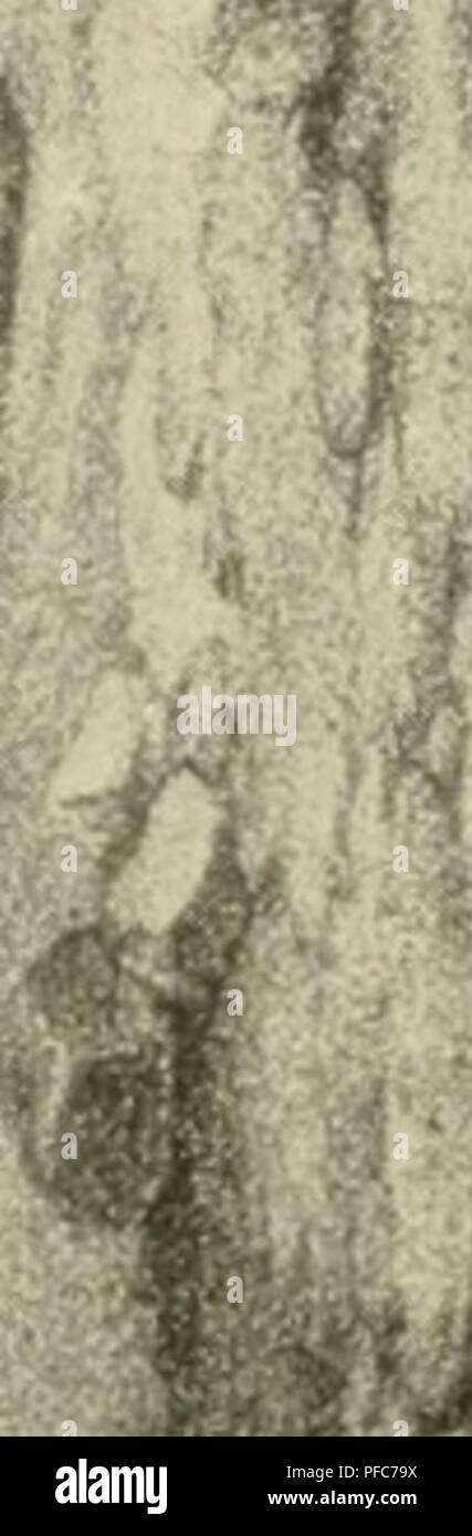 This historical text offers an overview of the German Shepherd dog ...