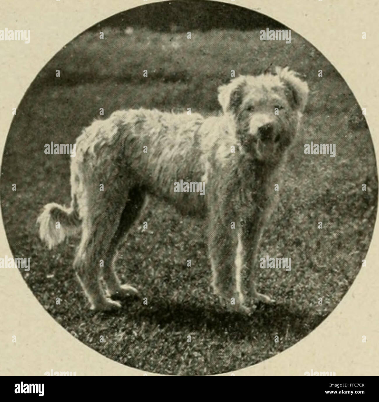 This image depicts the German Shepherd dog, showing its distinctive ...