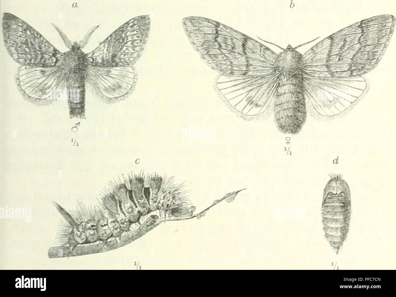 Pimpla instigator hi-res stock photography and images - Alamy