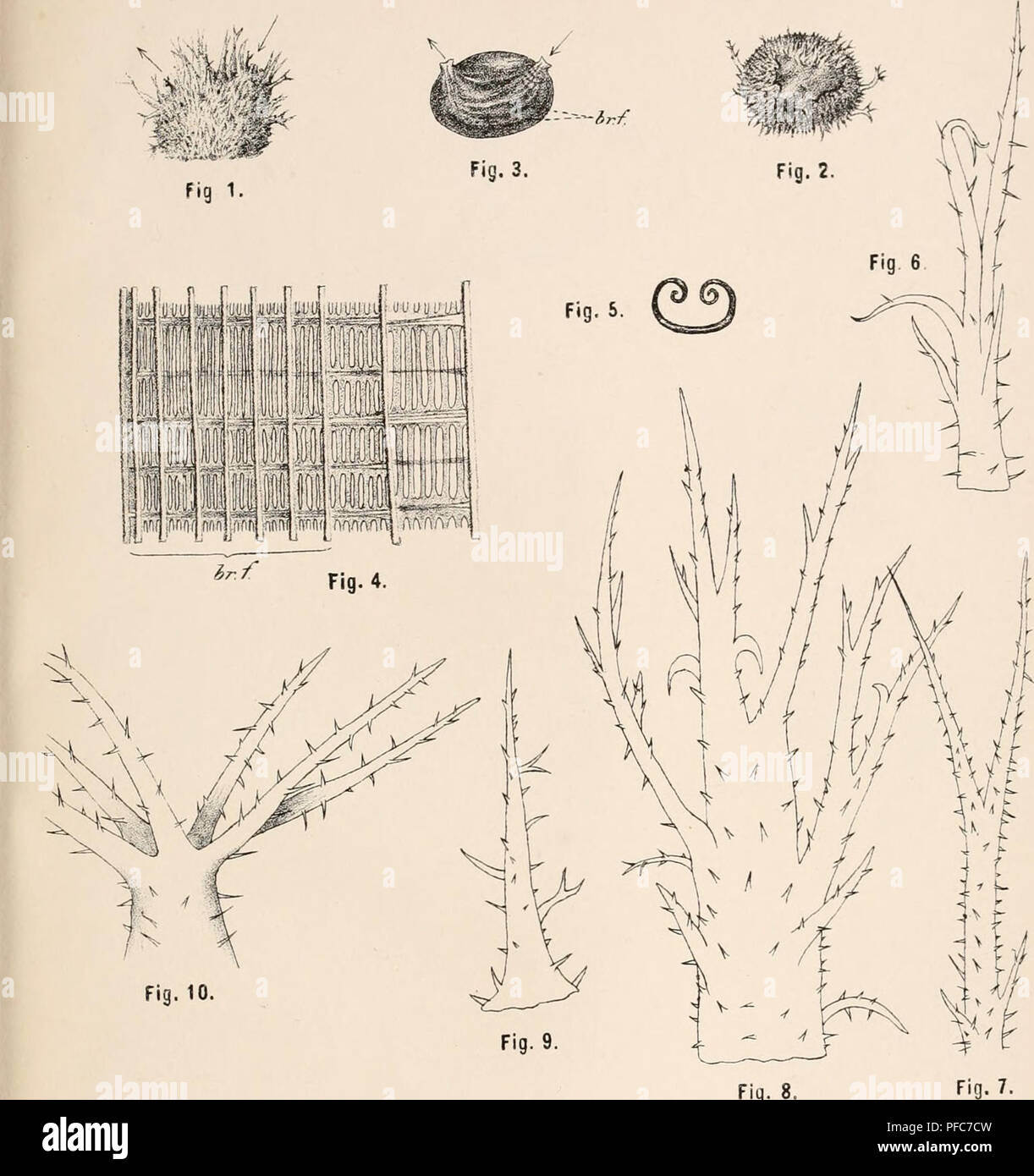 This catalog provides a detailed account of Tunicata species housed in ...
