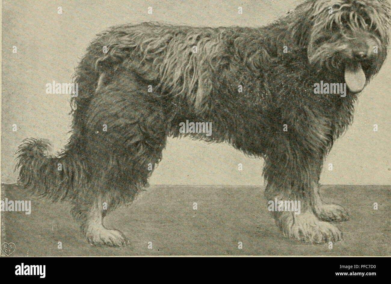 A detailed guide to the German Shepherd dog breed, including its origin ...