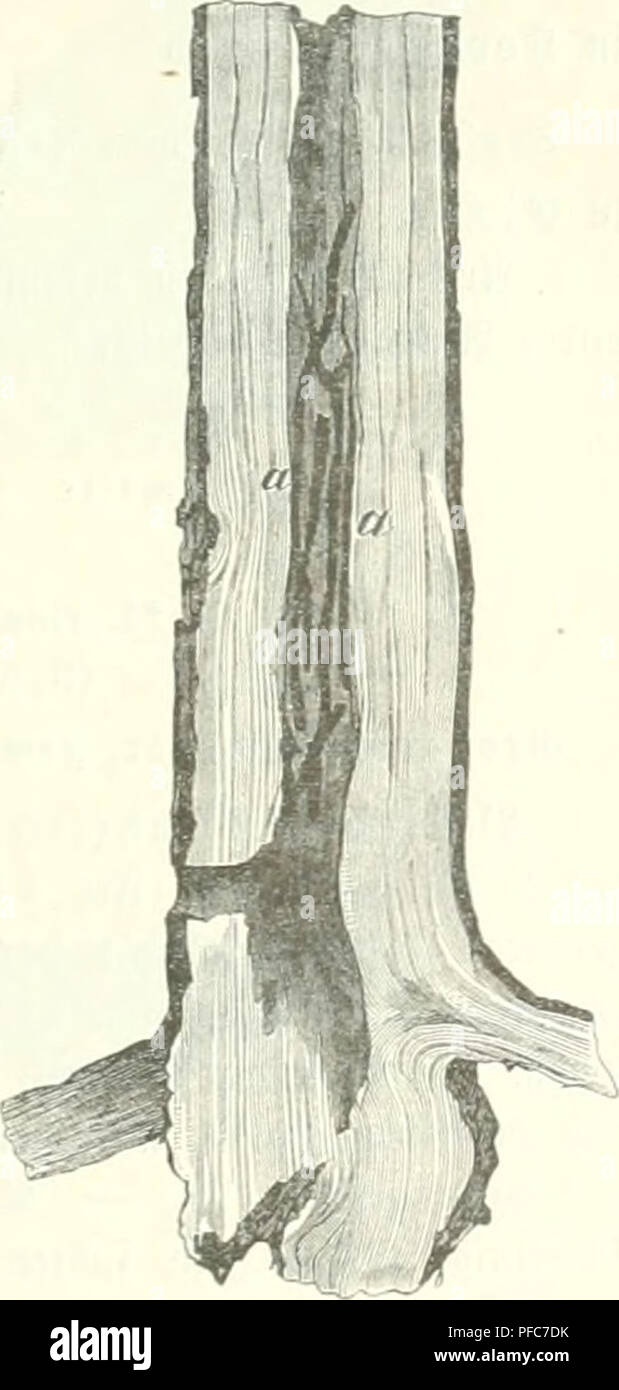 Ben beo hi-res stock photography and images - Alamy