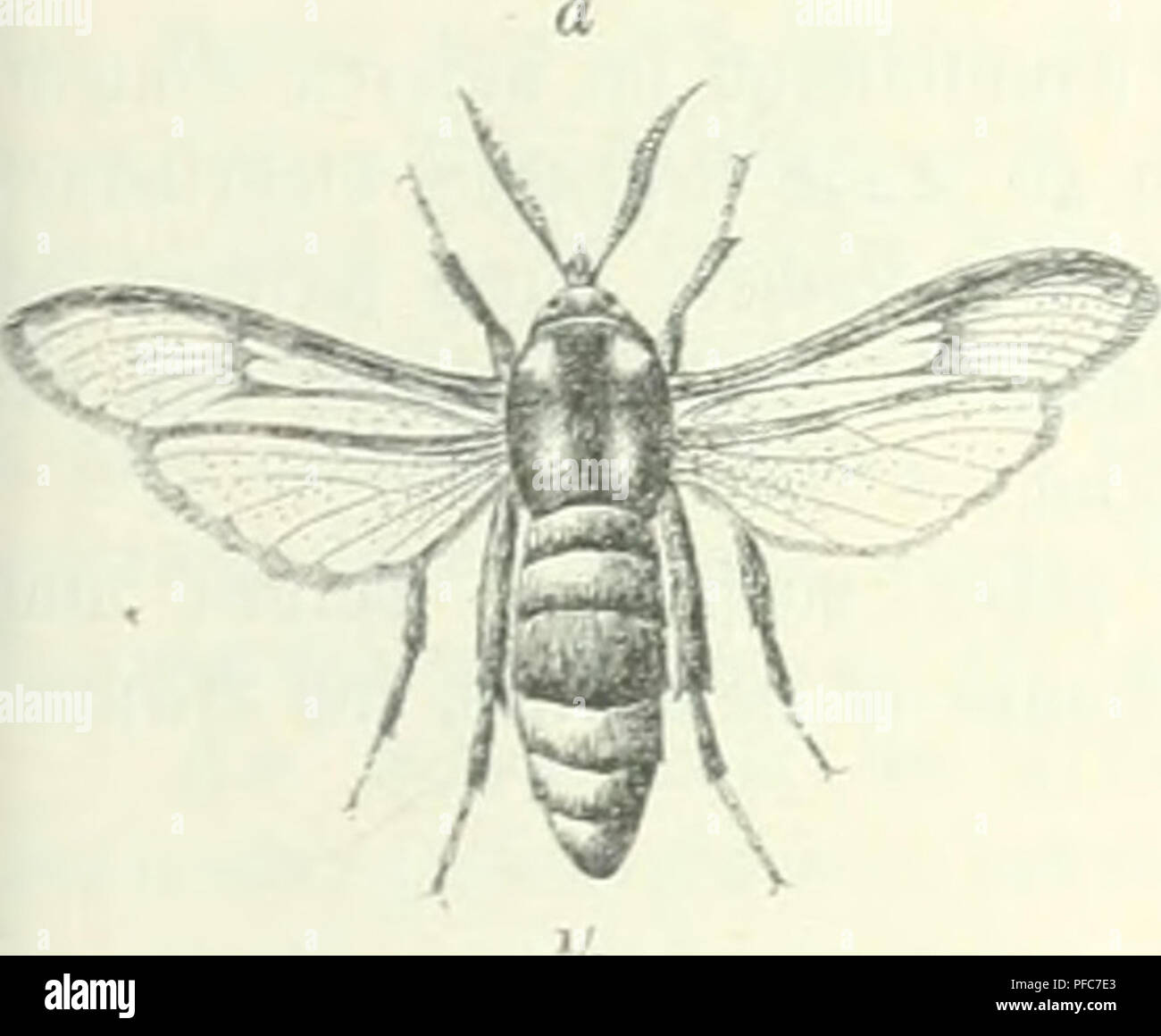 Trochilium apiformis hi-res stock photography and images - Alamy