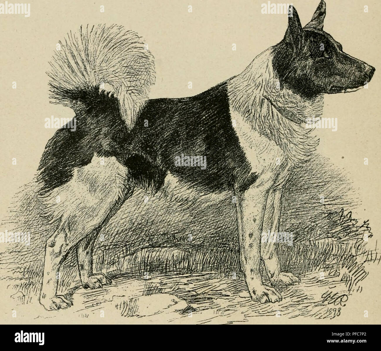 This illustrated work provides a detailed description of the German ...