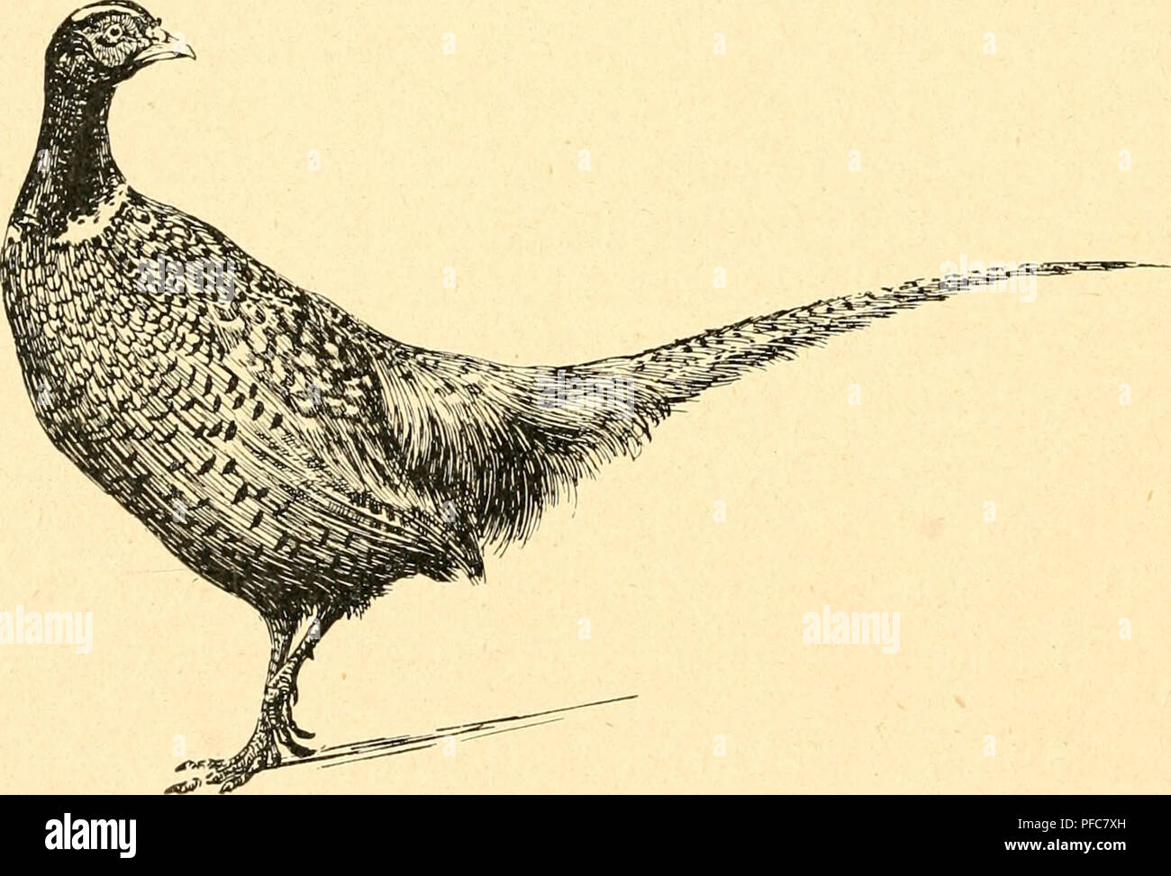 A historical and zoological depiction of pheasants in Bavaria, focusing ...