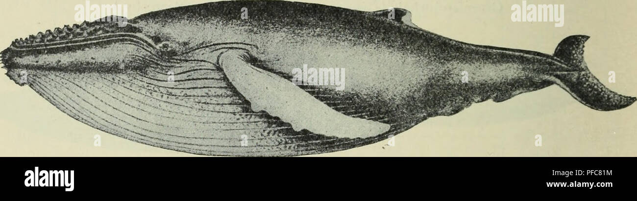 Whale chart 1 hi-res stock photography and images - Alamy