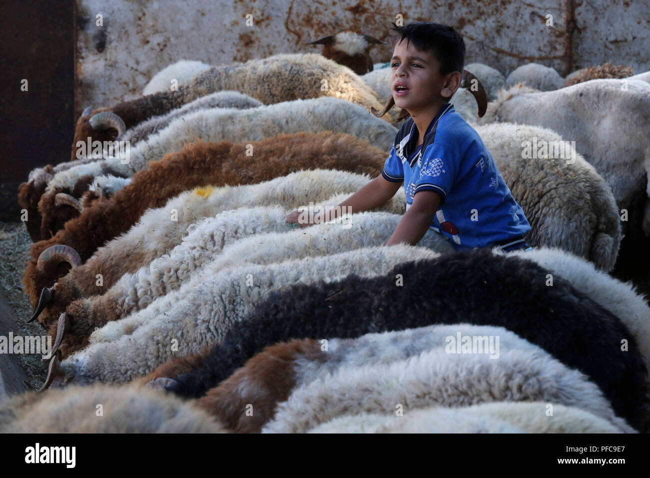 Beirut, Lebanon. 18th Aug, 2018. A boy chooses sheep ahead of the Eid ...