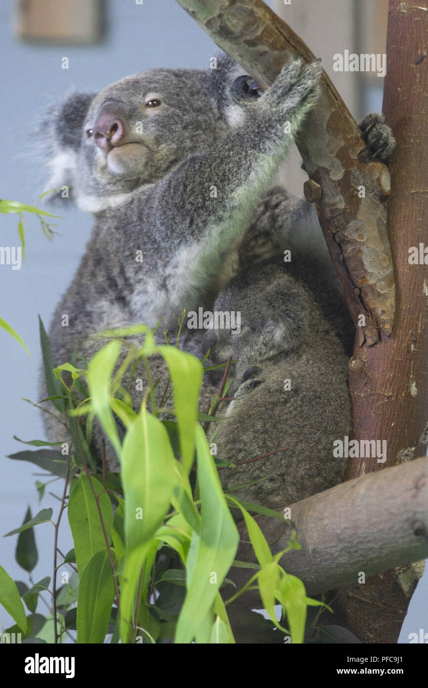 Nanjin, Nanjin, China. 21st Aug, 2018. Nanjing, CHINA-Koalas can be ...