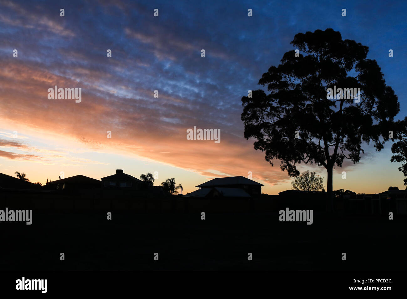 Adelaide, Australia. 21st Aug, 2018. Suburban houses and eucalyptus ...