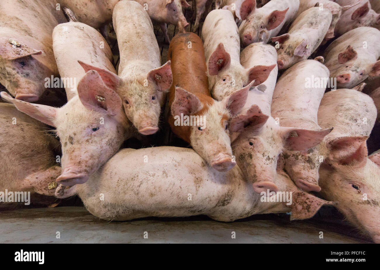 Osnabrück, Germany. 21 August 2018, Germany, Osnabrück: Pigs stand in a ...