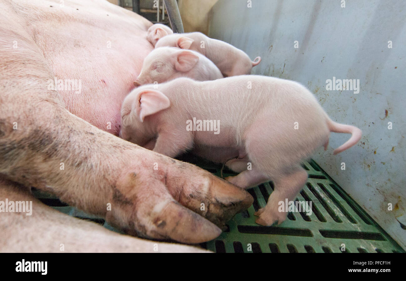 Half human and half pig hi-res stock photography and images - Alamy
