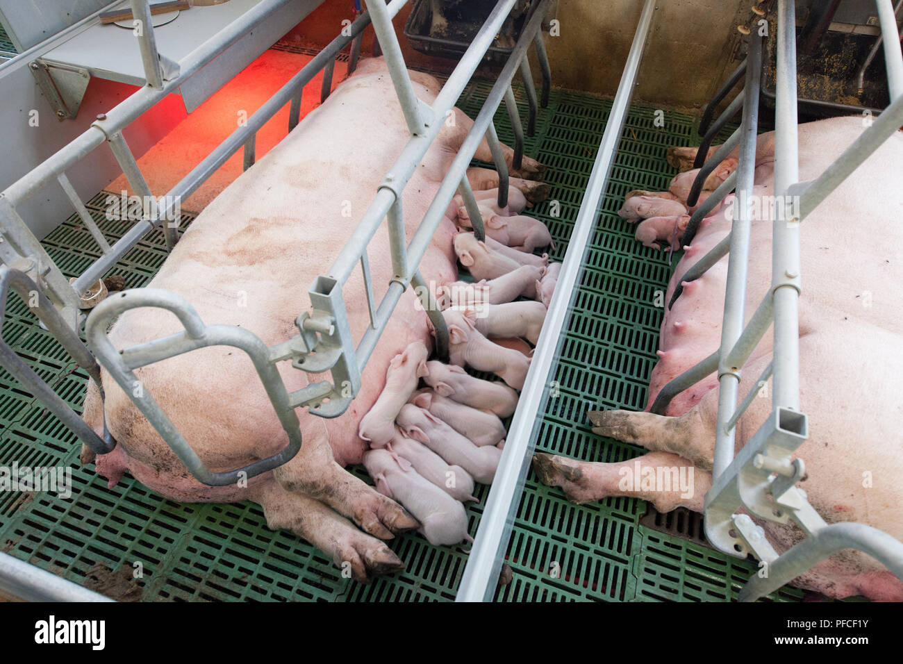 Half human and half pig hi-res stock photography and images - Alamy