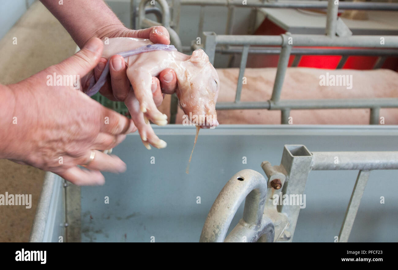 Half human and half pig hi-res stock photography and images - Alamy
