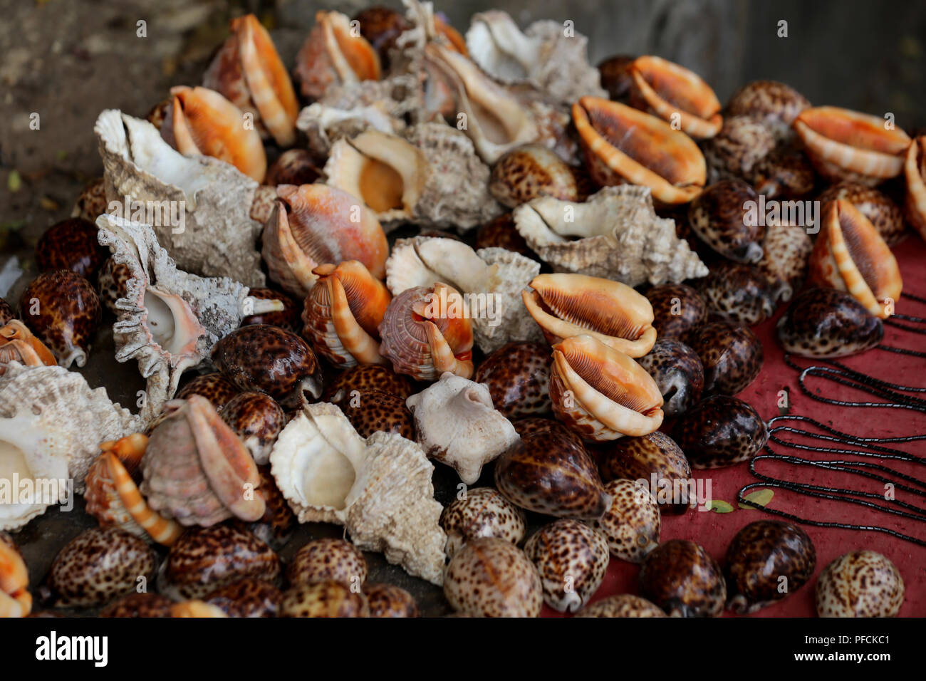 Mombasa, Kenya. 18th Aug, 2018. Cowry shells seen on sale outside Fort ...