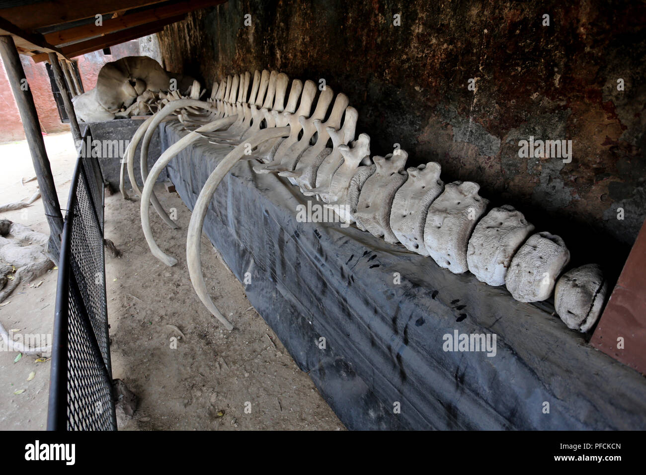 Mombasa, Kenya. 18th Aug, 2018. Skeleton of a 48-foot long juvenile ...