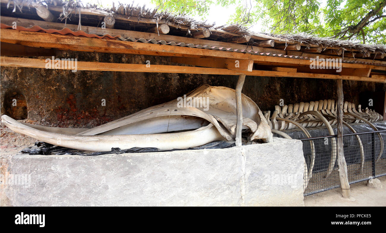Skeleton humpback whale hi-res stock photography and images - Alamy