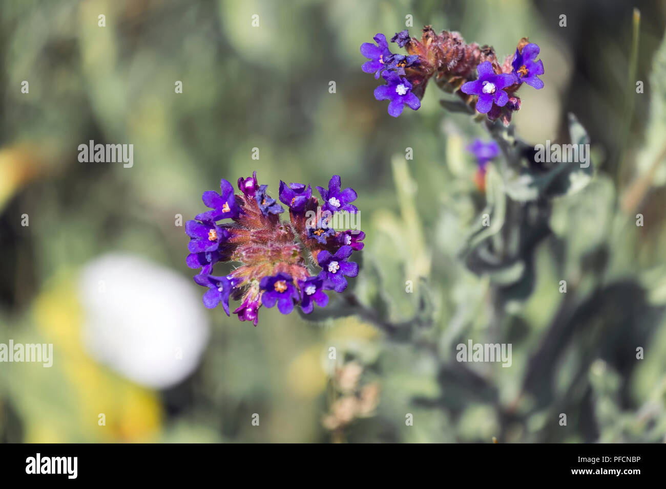 Inflorescence of blue alkanet flowers (Anchusa officinalis Stock Photo ...