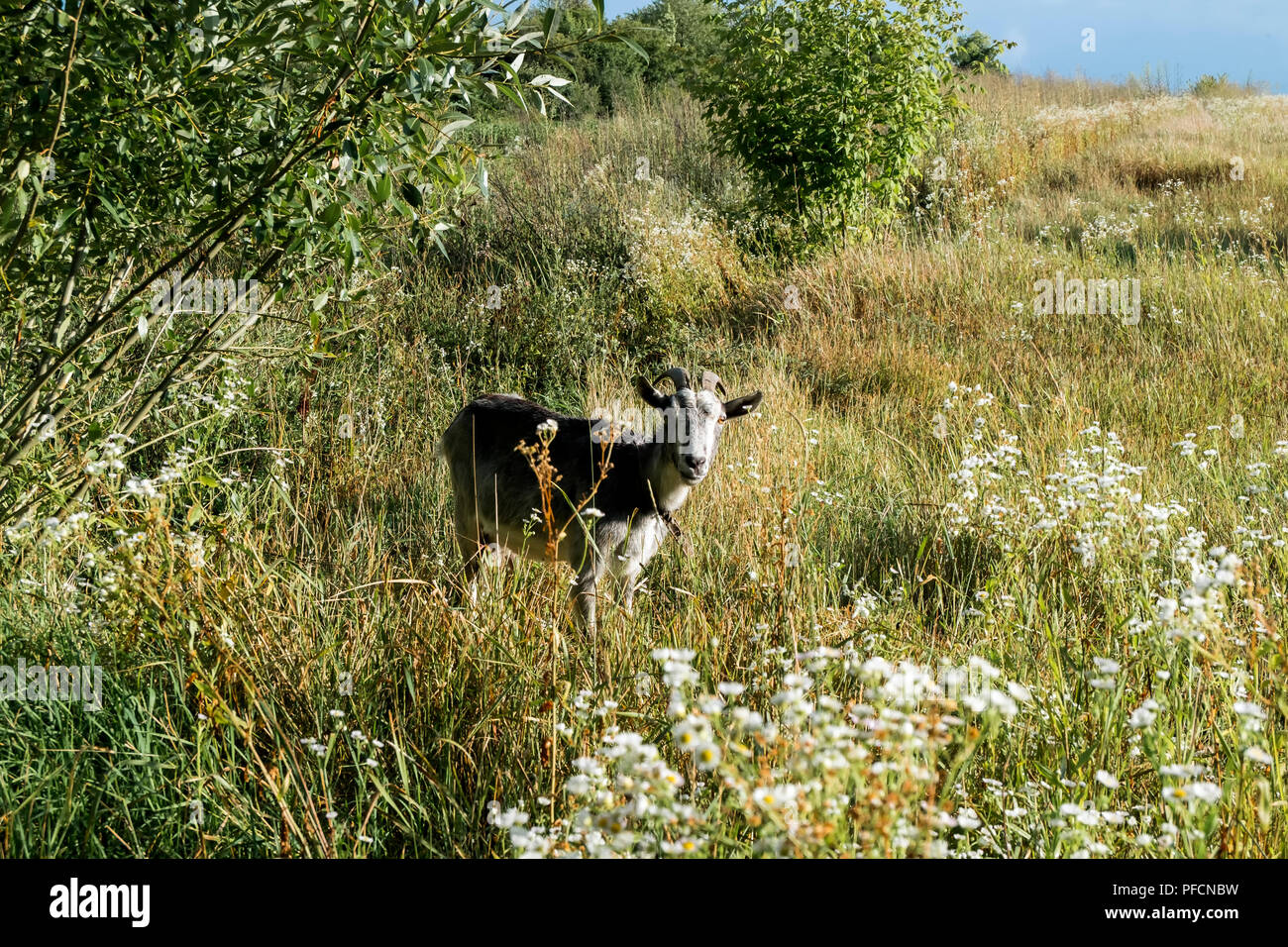 Horned goat grazes on a meadow (Capra aegagrus hircus Stock Photo - Alamy