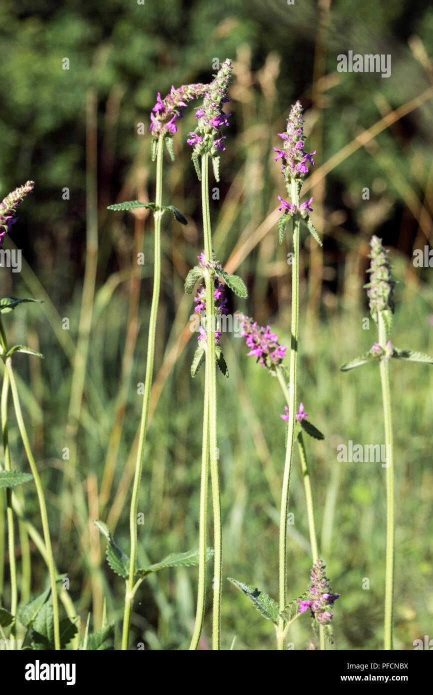 Inflorescences of purple betony (Stachys officinalis Stock Photo - Alamy