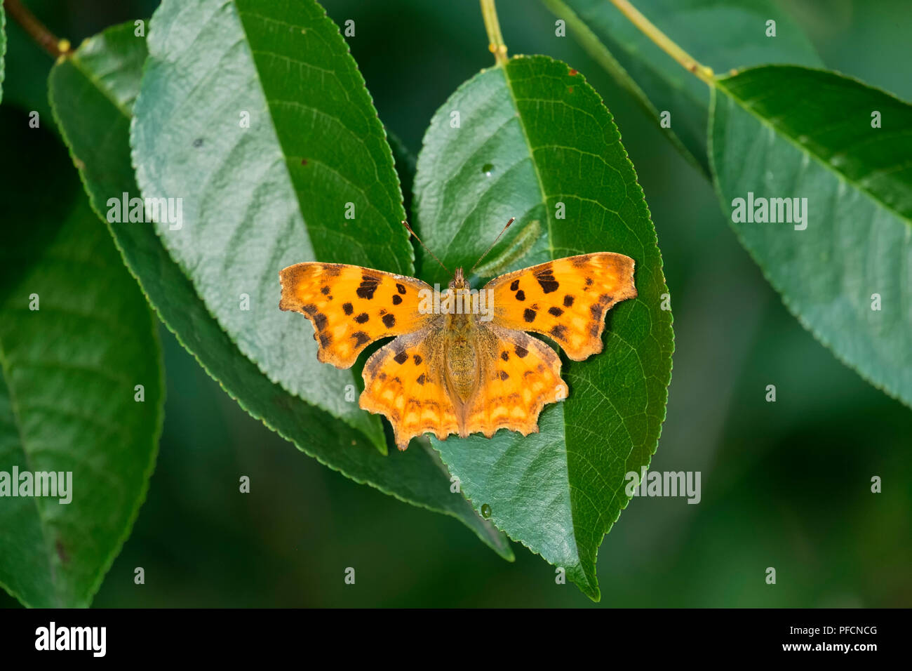 Orange comma butterfly sitting on cherry leaves (Polygonia c-album ...