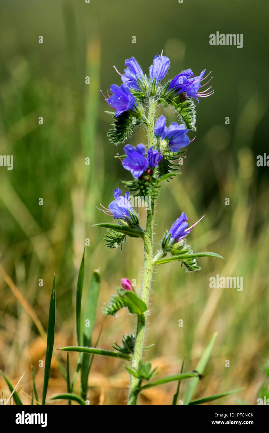 Pink and purple viper's bugloss flowers (Echium vulgare Stock Photo - Alamy