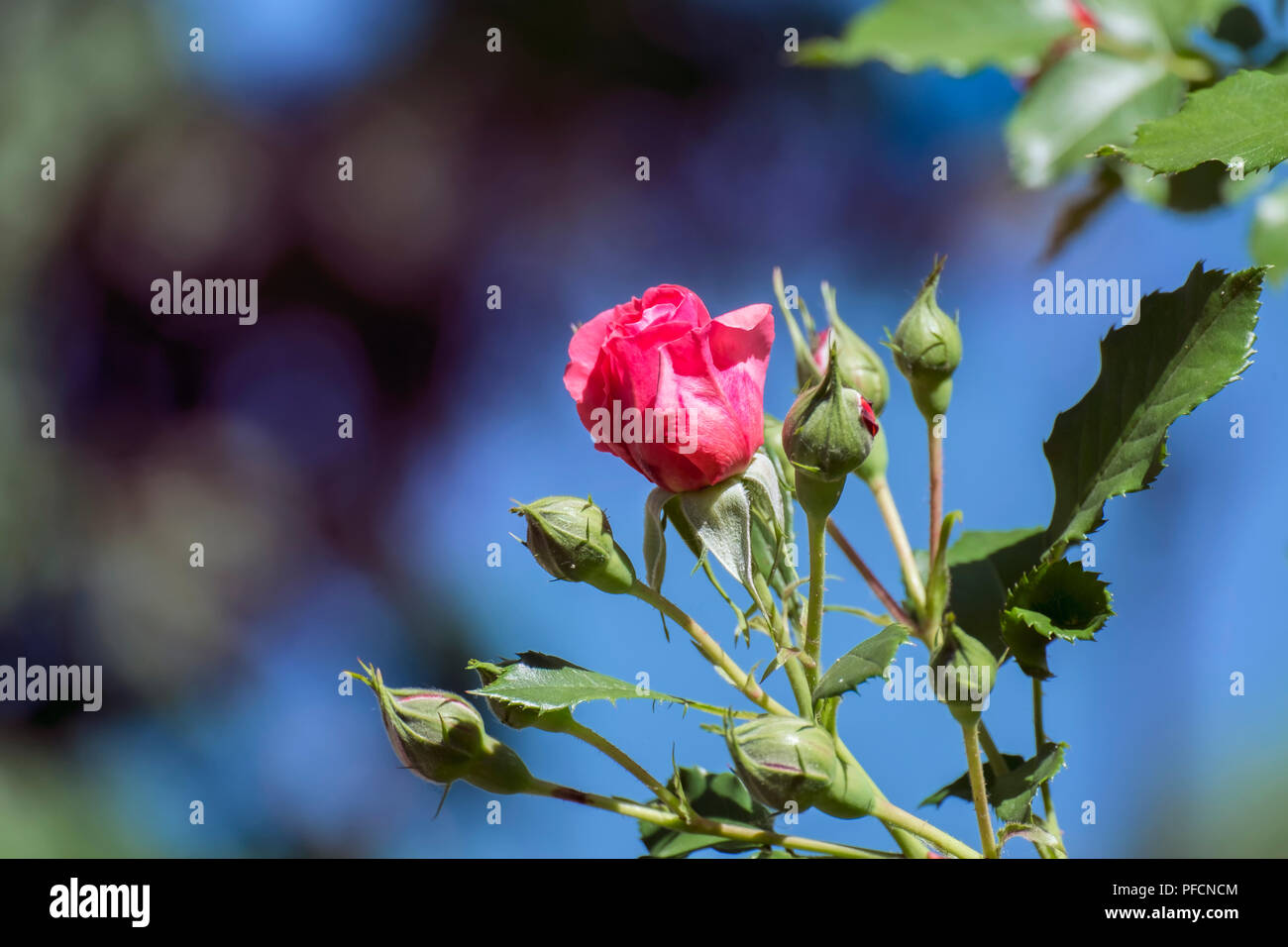 Pink shrub rose and unblown buds on a blurred background Stock Photo ...