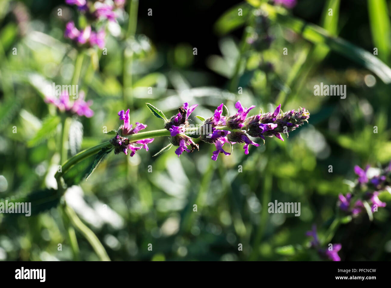 Purple flowers of the bishopwort in the inflorescence (Stachys ...