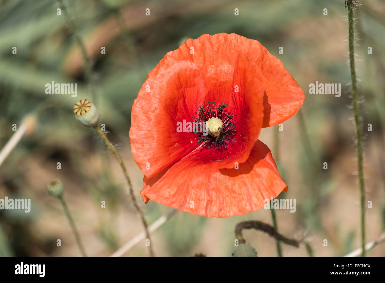 Poppy family papaveraceae plantae hi-res stock photography and images ...