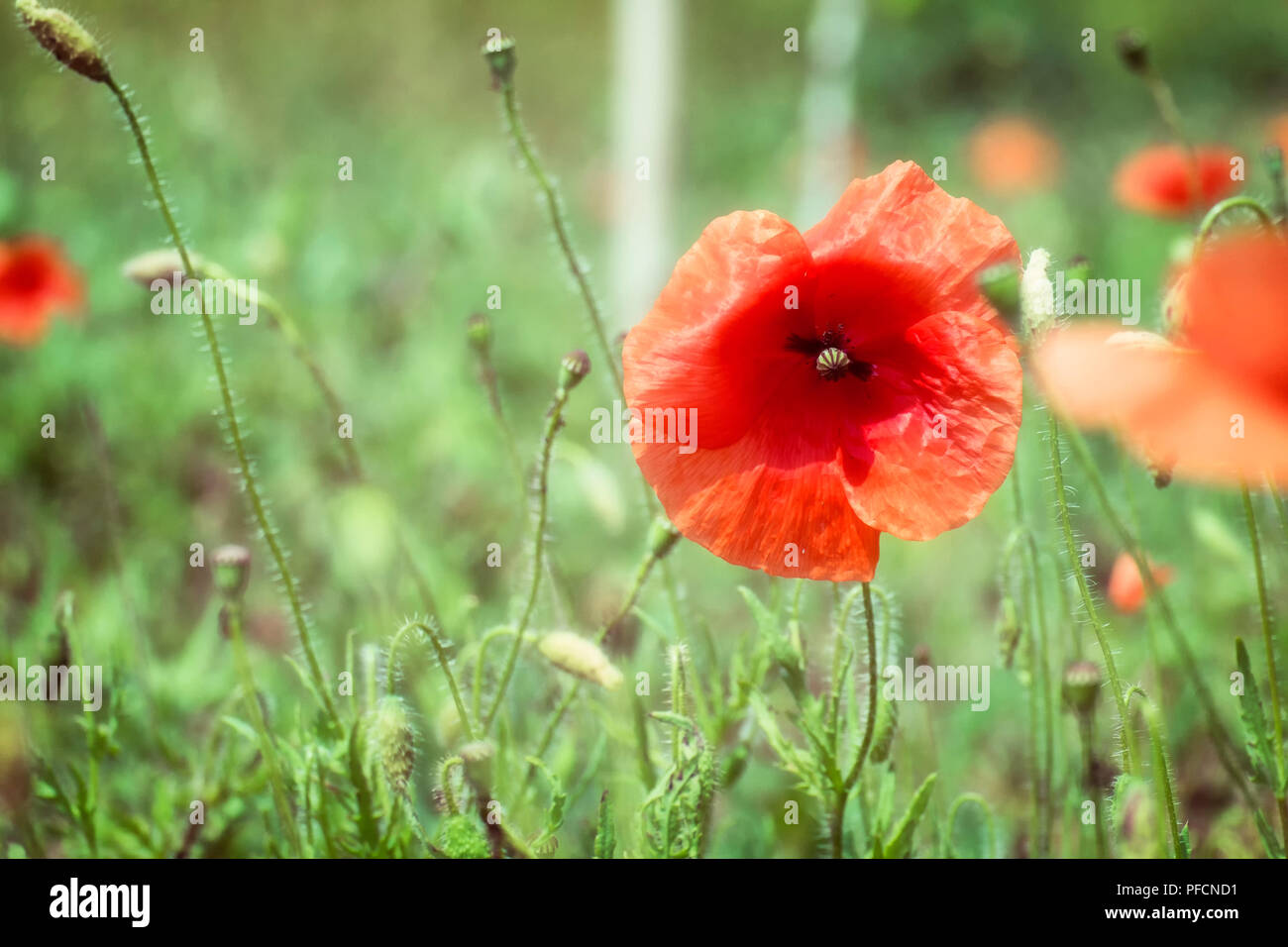 Poppy family papaveraceae plantae hi-res stock photography and images ...