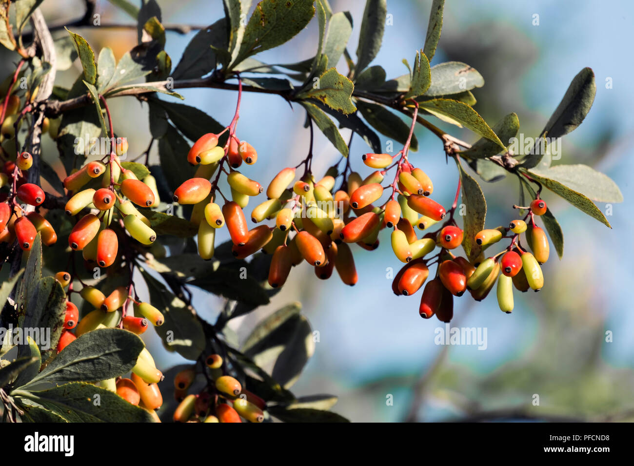 Berberis vulgaris simply barberry hi-res stock photography and images ...