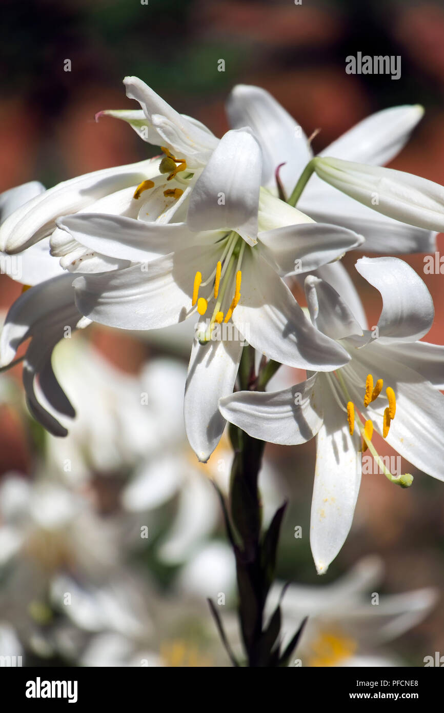 White flowers of Madonna lily (Lilium candidum Stock Photo - Alamy