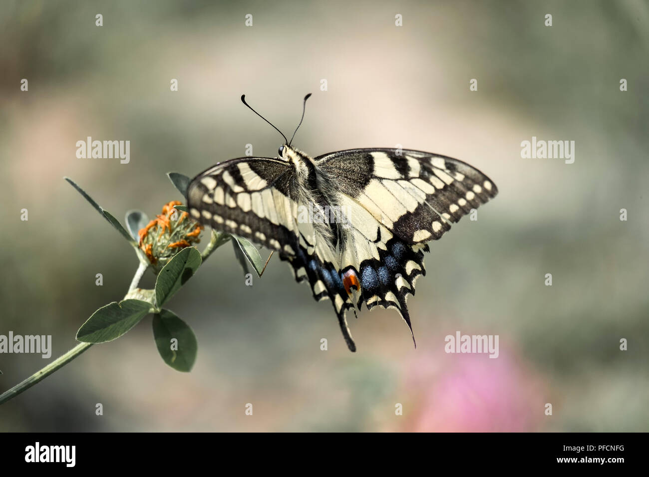 Butterfly common yellow Swallowtail (Papilio machaon Stock Photo - Alamy