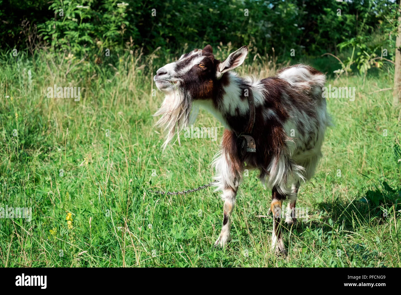 Domestic goat on a chain proudly chews grass (Capra aegagrus hircus ...