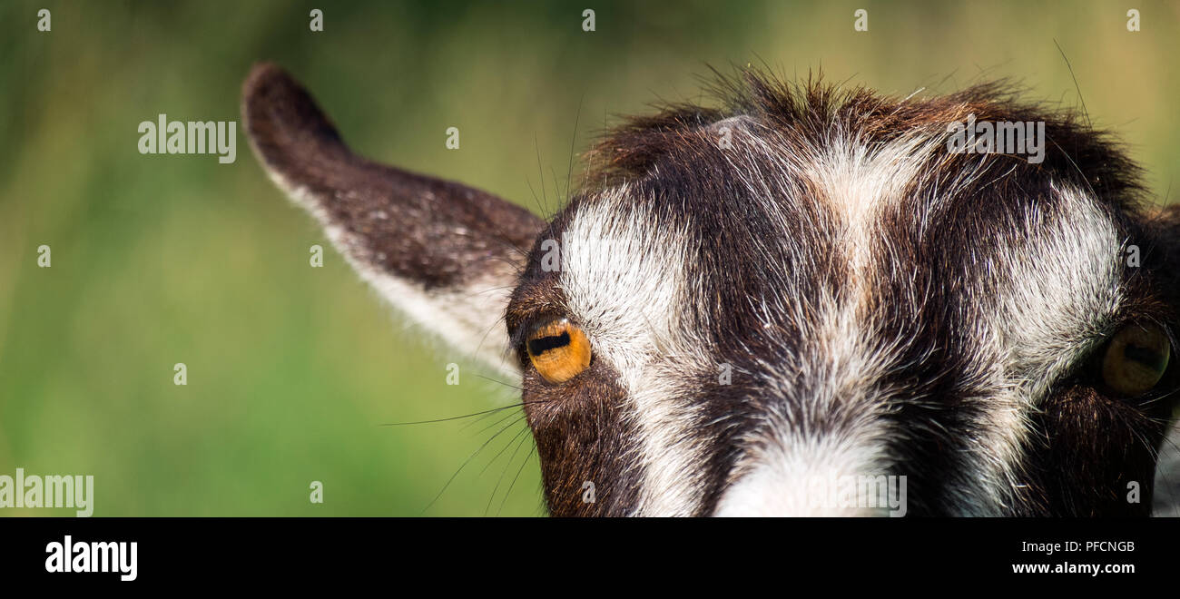Eyes and part of the head of a domestic goat (Capra aegagrus hircus ...