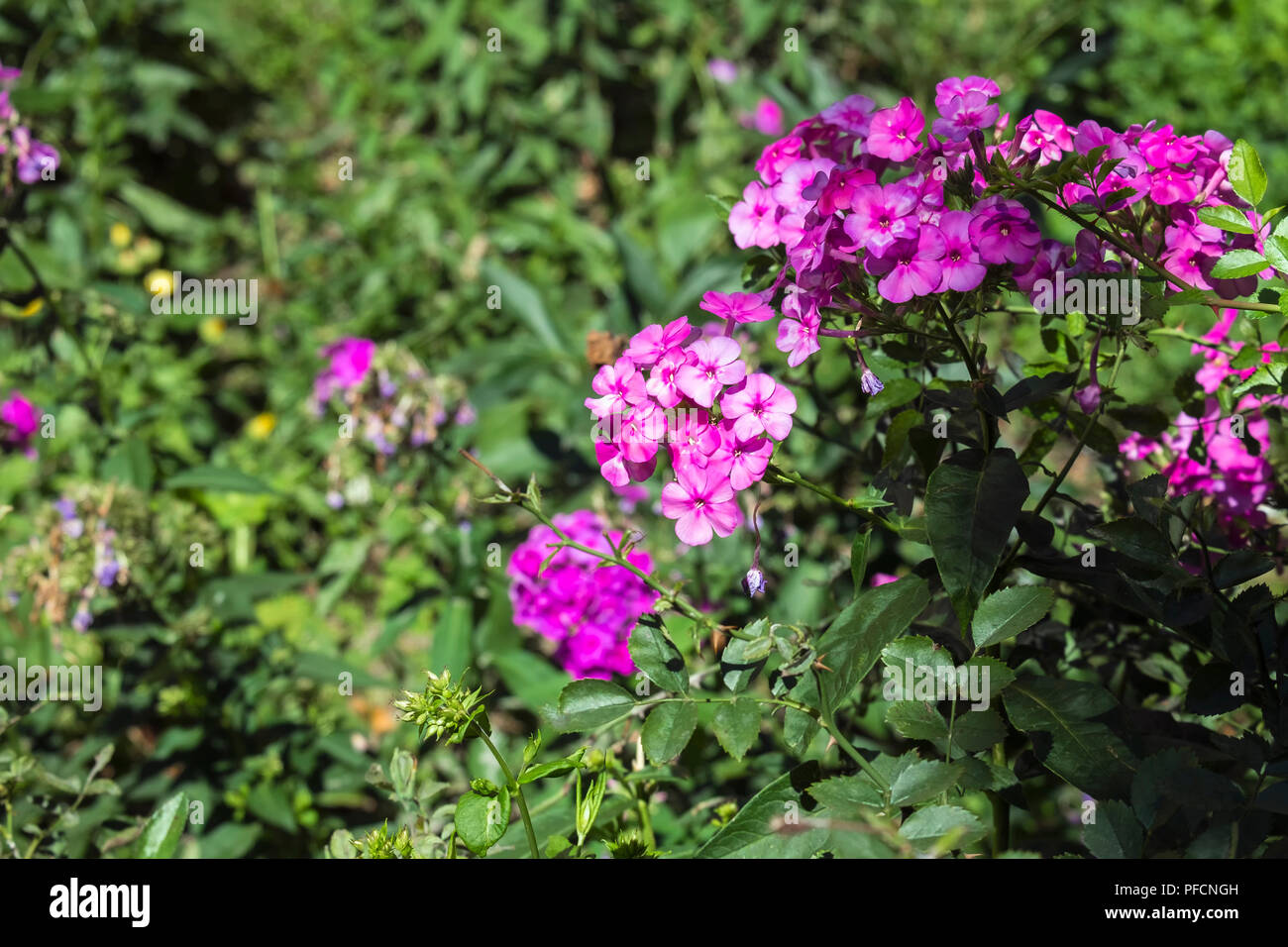 Flowers of magenta phlox in the garden (Phlox paniculata Stock Photo ...