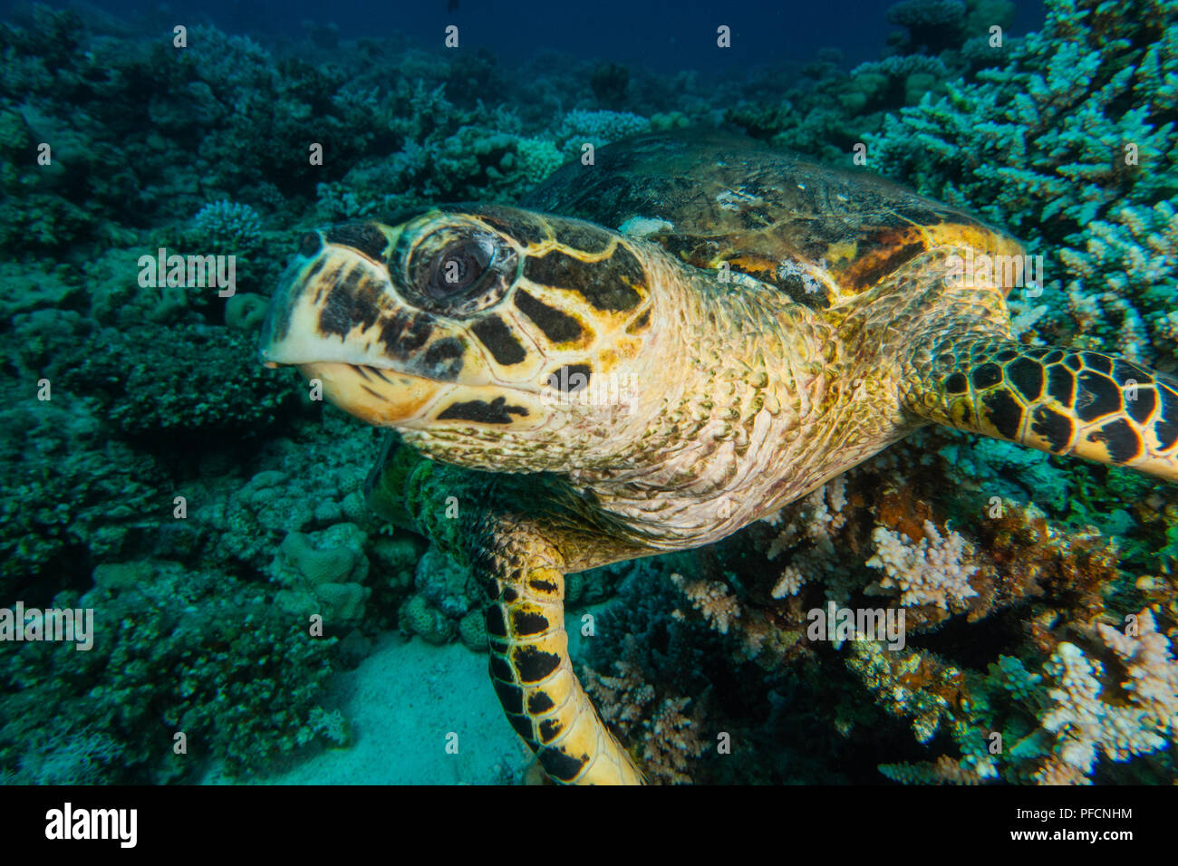 Hawksbill sea turtle in the Red Sea, dahab, blue lagoon sinai a.e Stock ...