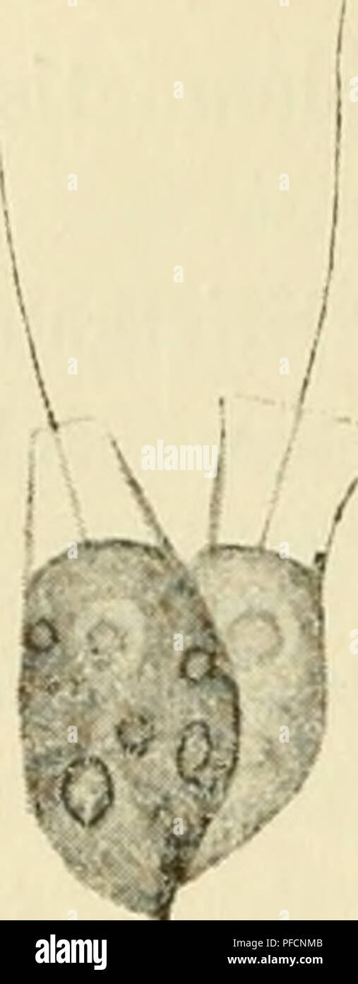 Fischs hi-res stock photography and images - Alamy