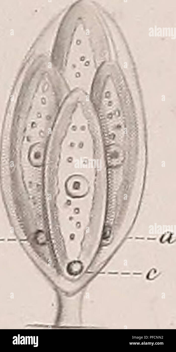 This work by Friedrich von Stein explores the biology and morphology of ...