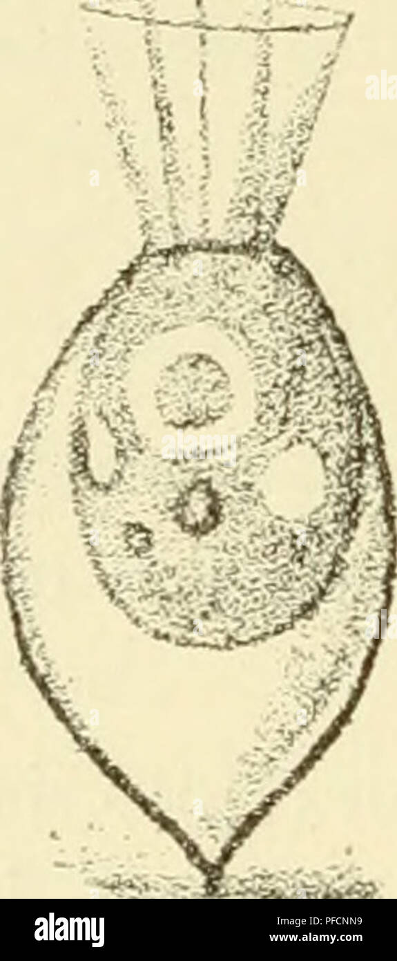 Latni hi-res stock photography and images - Alamy