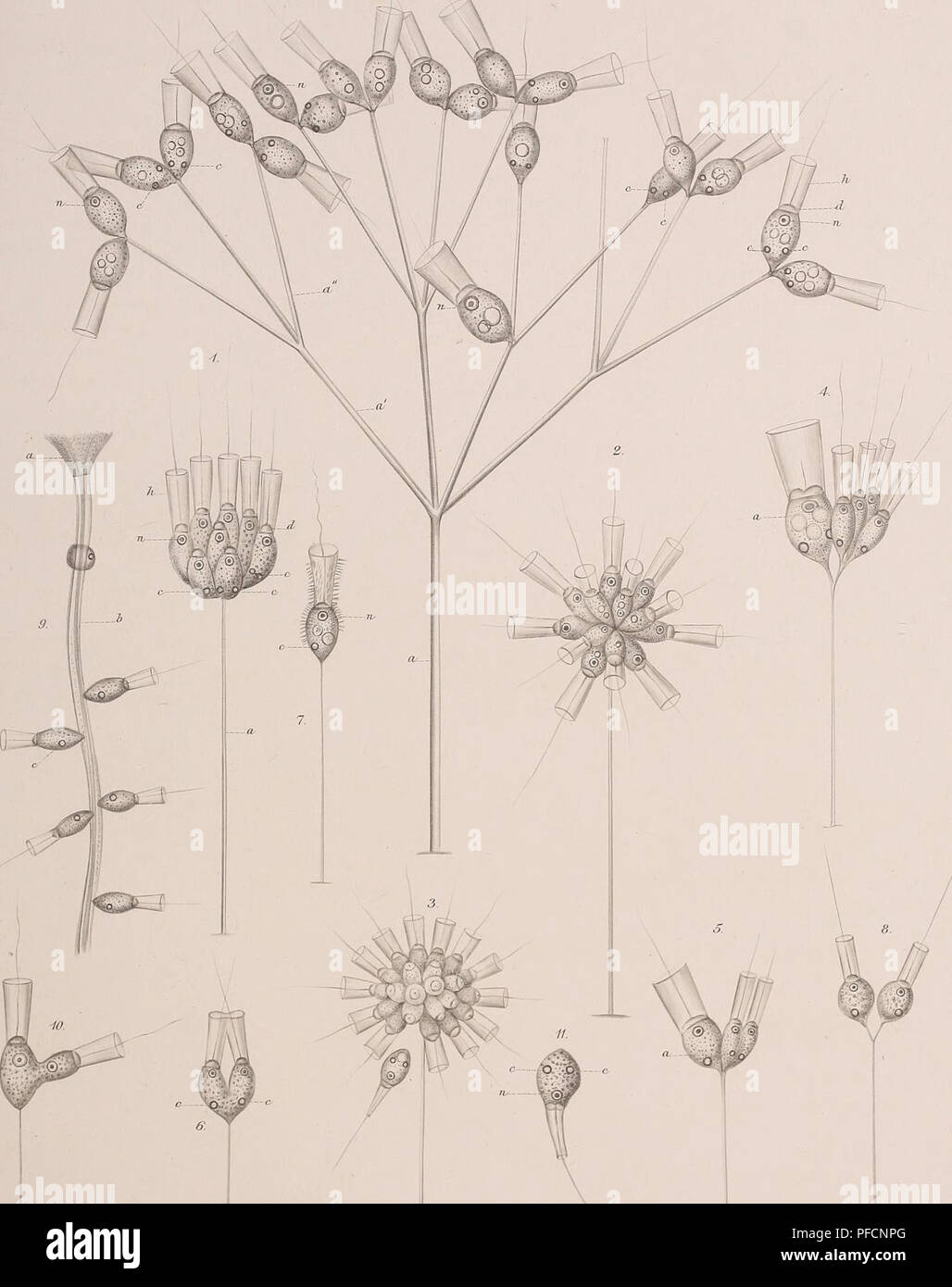 Protozoological hi-res stock photography and images - Alamy